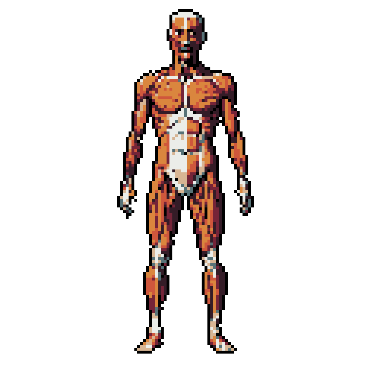 Ecorché Anatomy Study: Muscles and Bones