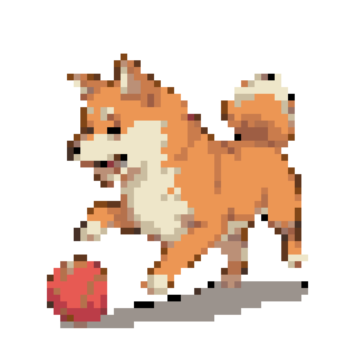Happy Shiba Inu Plays with Red Ball