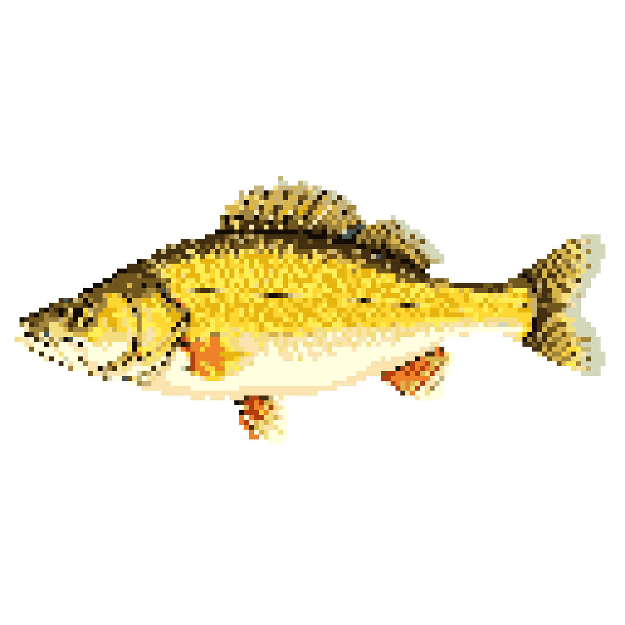 Golden Perch: Illustrated Aquatic Life