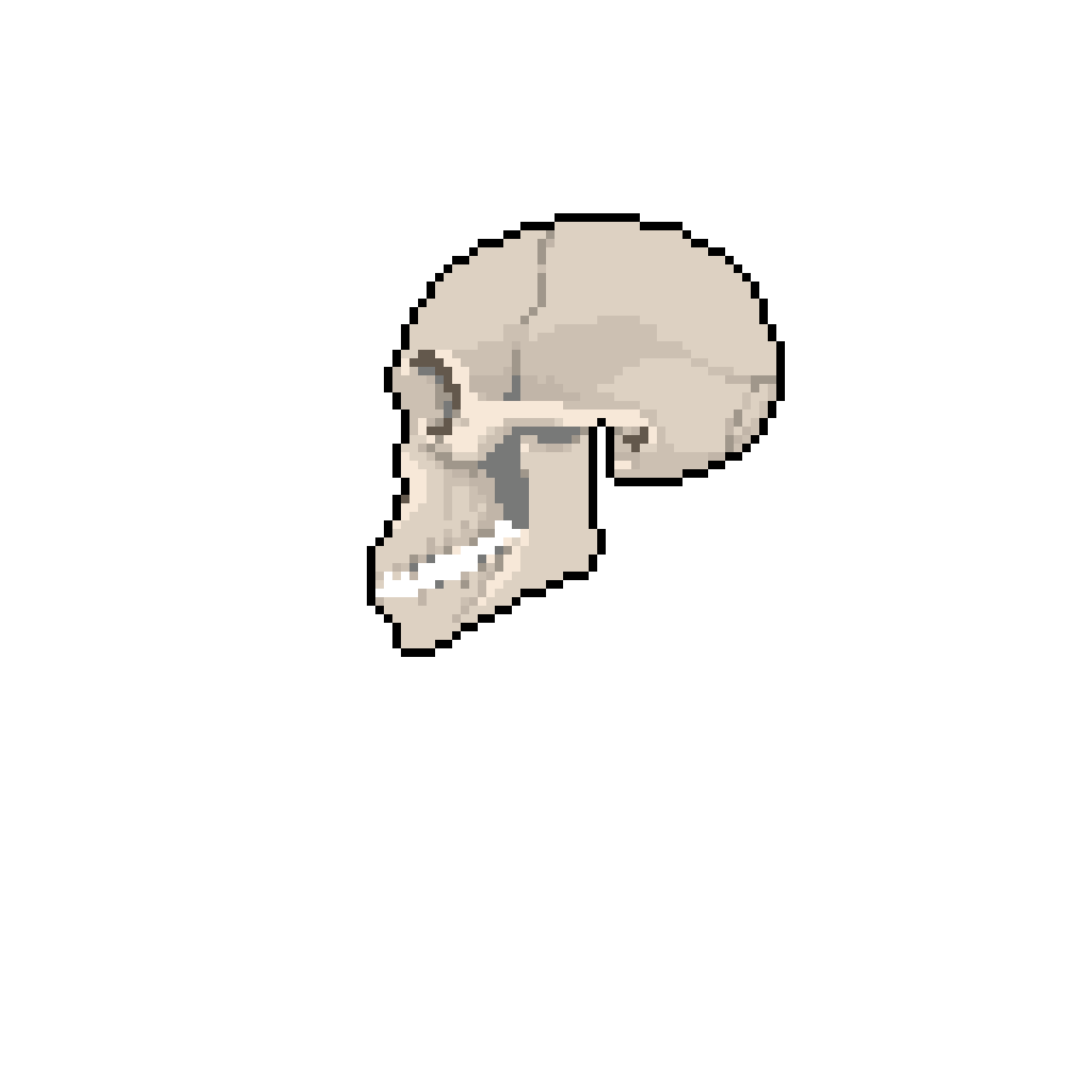 Somber Skull Profile: Anatomical Detail in Stark Monochrome