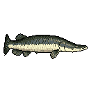 巨骨舌鱼 - Pixel Art | generated with AI by Nymthorn Hobgoblin